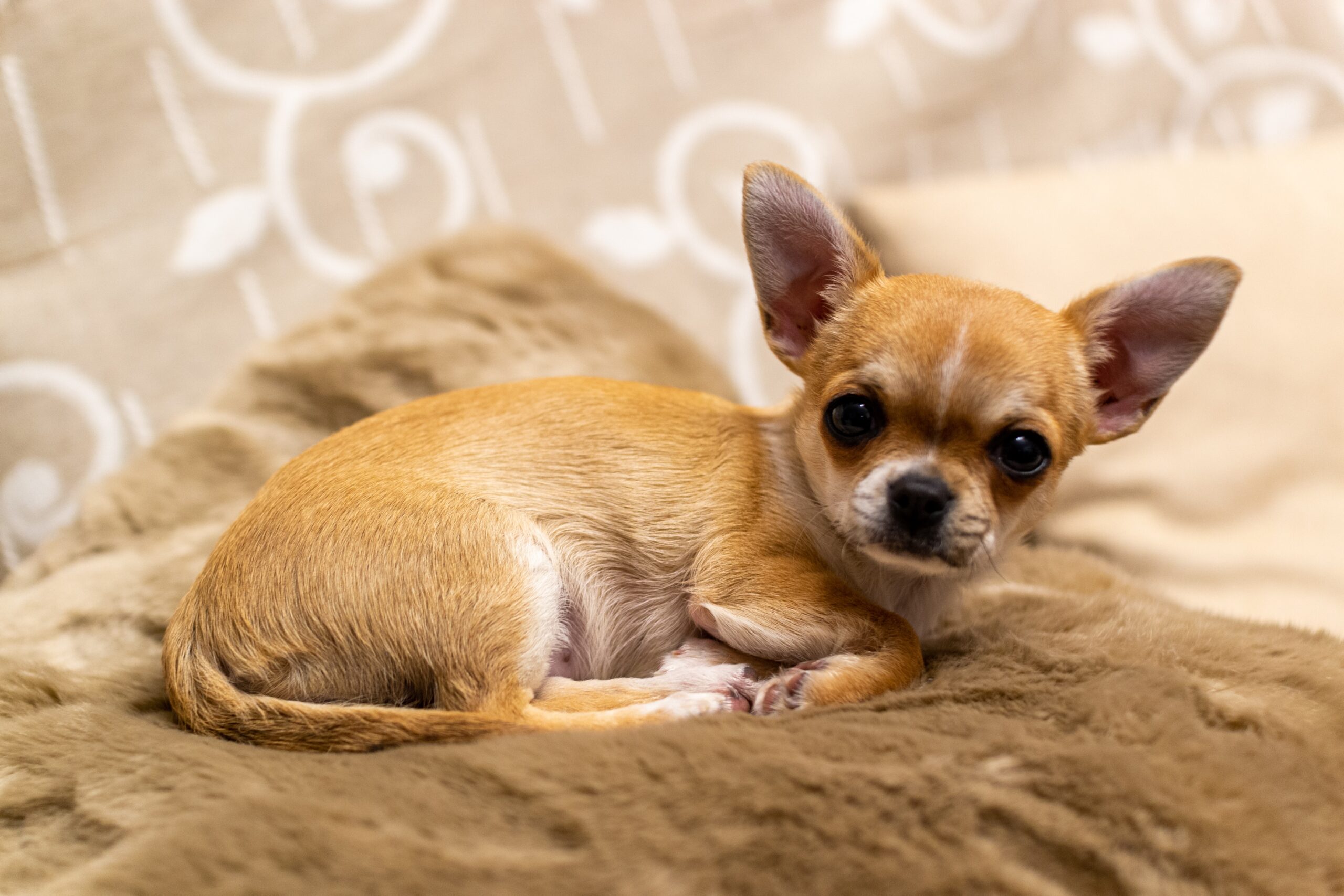 Know All About Chihuahuas: Complete Breed Guide